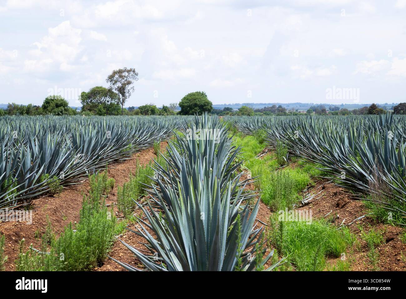 Agave plant mexico hi-res stock photography and images - Alamy