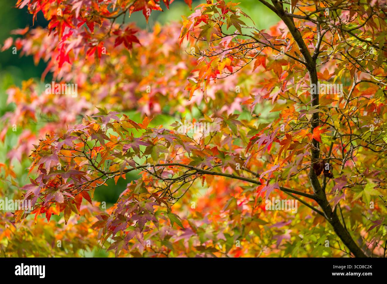 Red leaves of a Japanese maple tree in Arashiyama Park Kameyama Area ...