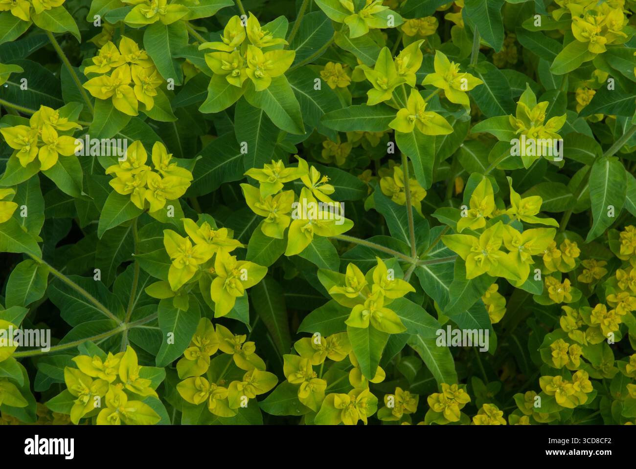 Showcasing clusters of bright yellow flowers hi-res stock photography ...