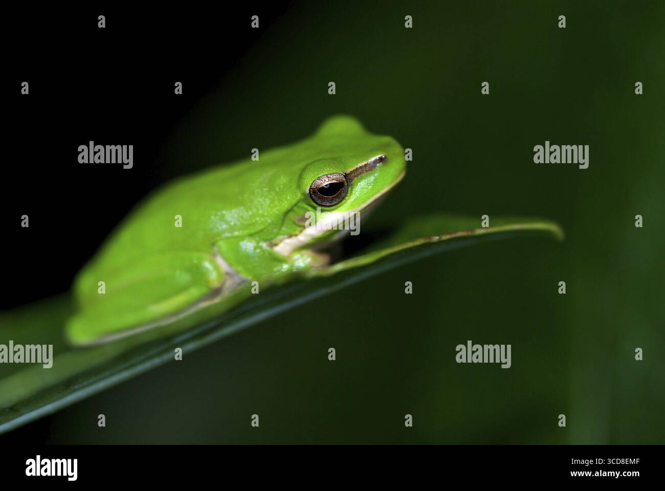 Fauna to tree frog dwarf hi-res stock photography and images - Alamy