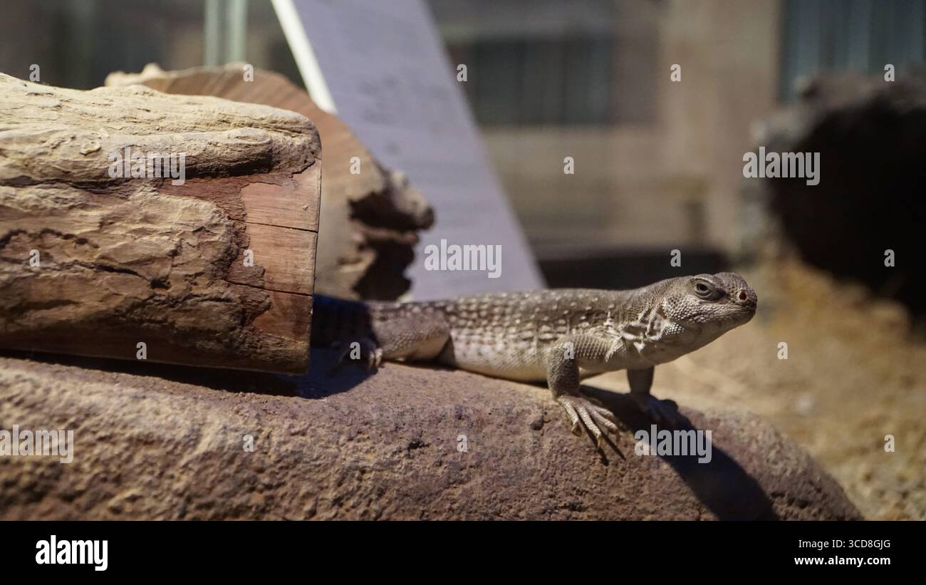 A desert lizard resting on a rock in a captive habitat Stock Photo - Alamy