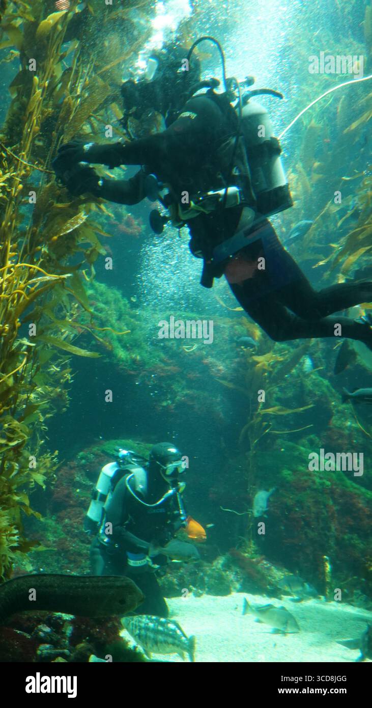 A scuba diver performs underwater maintenance inside a kelp forest ...