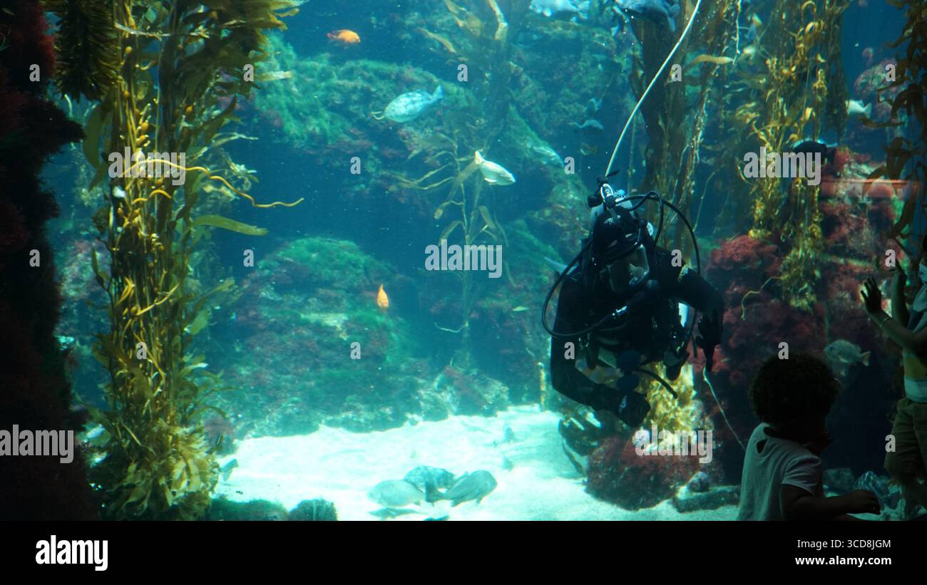 A scuba diver performs underwater maintenance inside a kelp forest ...