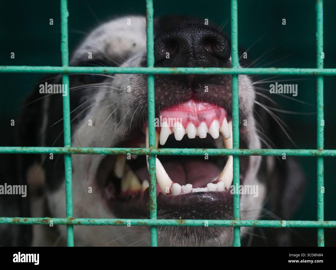 NOIDA, INDIA - AUGUST 12: Rescued and stray dogs were seen at the ...