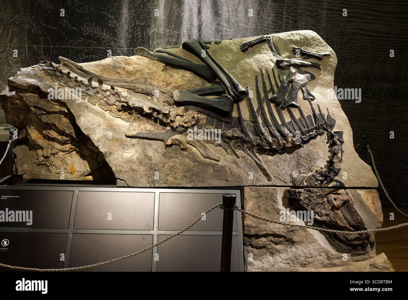 Bruno the Dinosaur. The Carso Dinosaurs, Tethyshadros insularis fossil ...