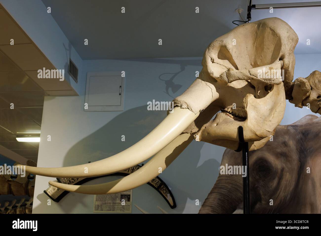 An elephant skull. Civic Museum of Natural History of Trieste Stock ...