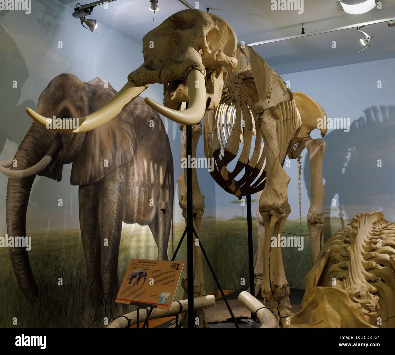 Elephant skeleton foot hi-res stock photography and images - Alamy