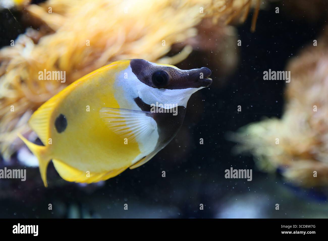 Fish in a tank mouth open hi-res stock photography and images - Alamy