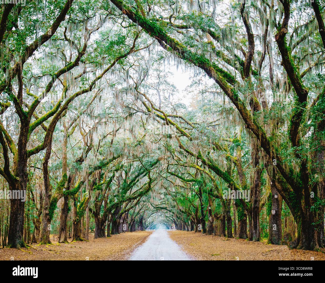 Canopy trees plantation road hi-res stock photography and images - Alamy