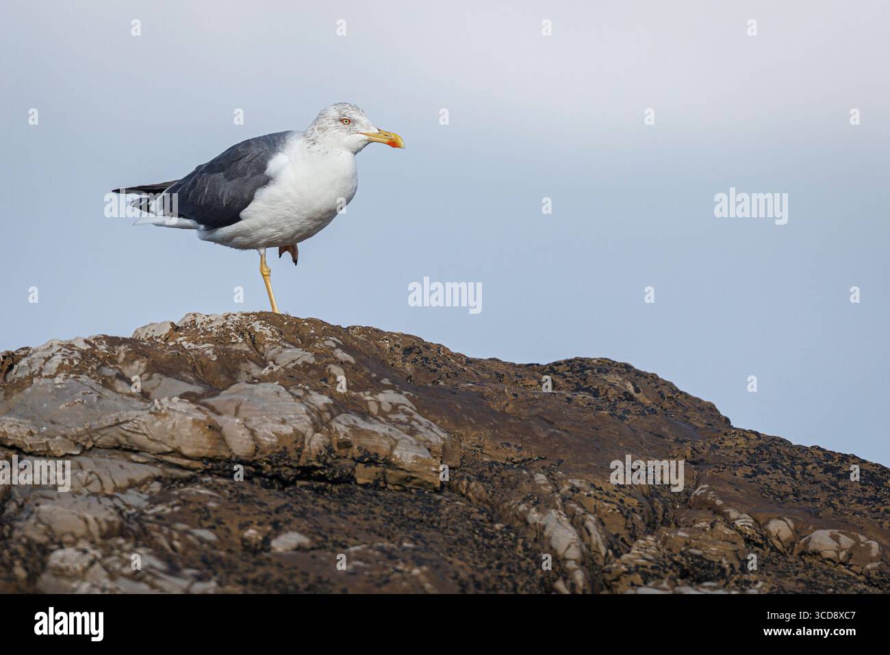 Seagull bird seabird standing hi-res stock photography and images - Alamy