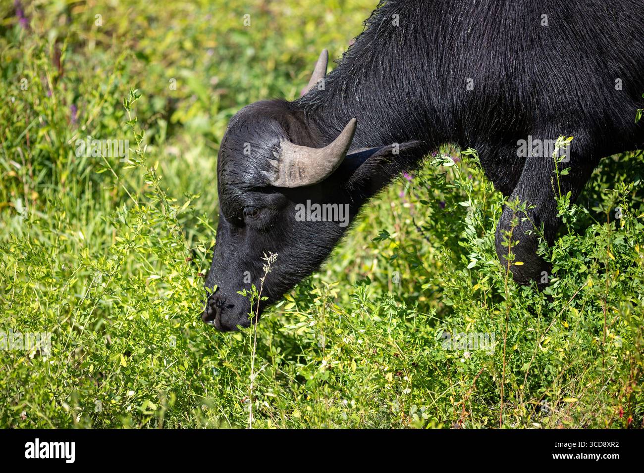 Black water buffalo bubalus hi-res stock photography and images - Alamy