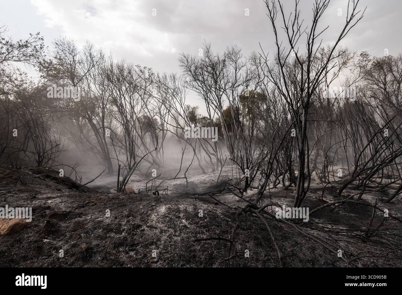 Madrid, Spain. 12th Aug, 2025. Smoke seen in a forest fire near Tres ...