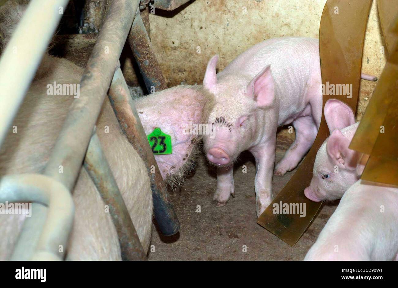 young pigs or piglets on a farm, animals in agriculture young pigs or ...