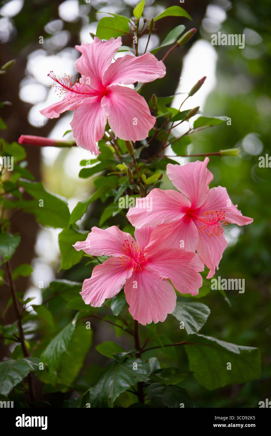 shoeblack plant, Hibiscus rosa-sinensis, Chinese hibiscus, China rose ...