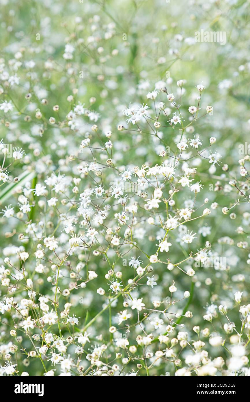 Delicate tiny white flowers in bloom. Gentle and airy botanical ...