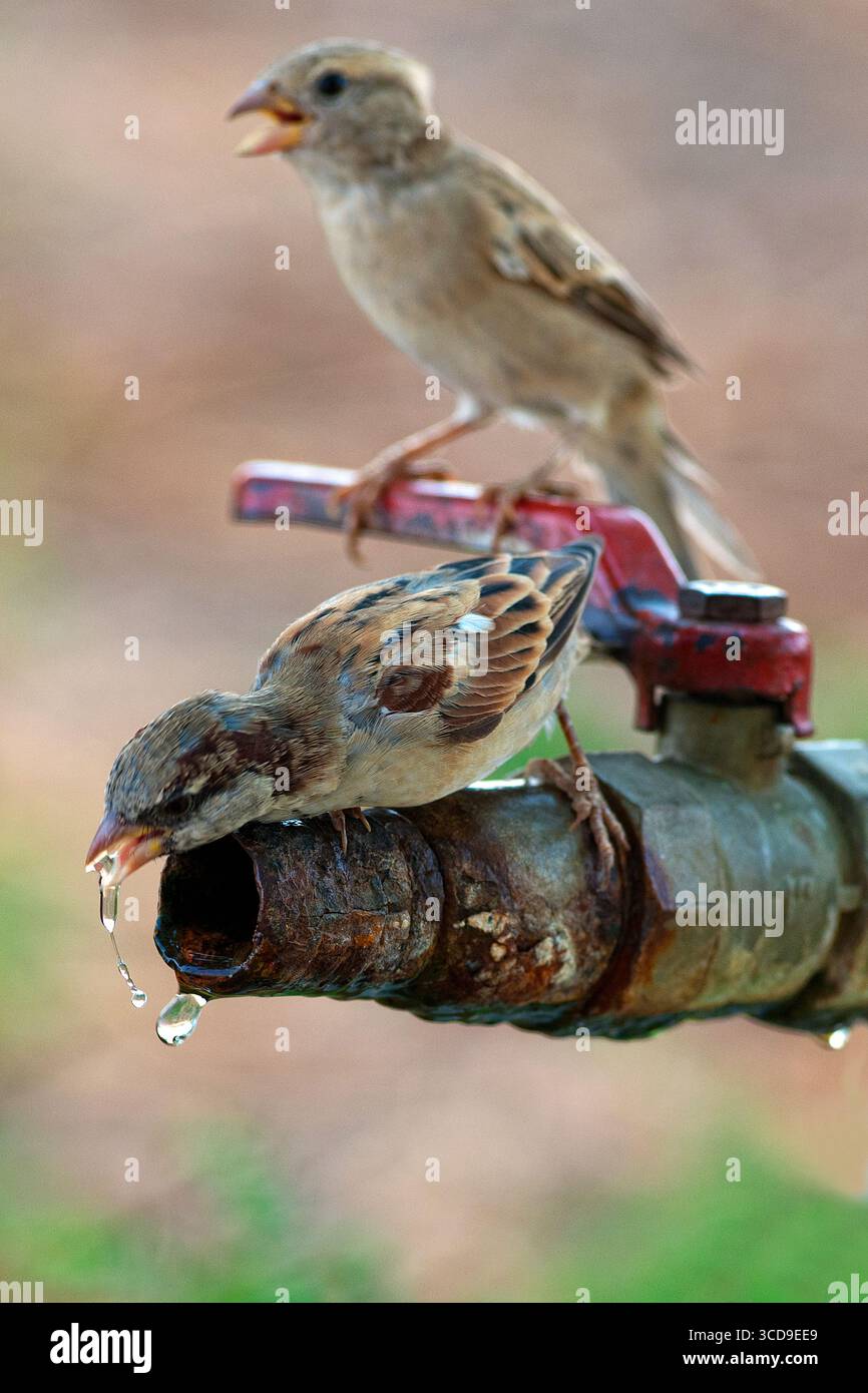Sparrow drinking water from an old rusty tap, capturing wildlife ...