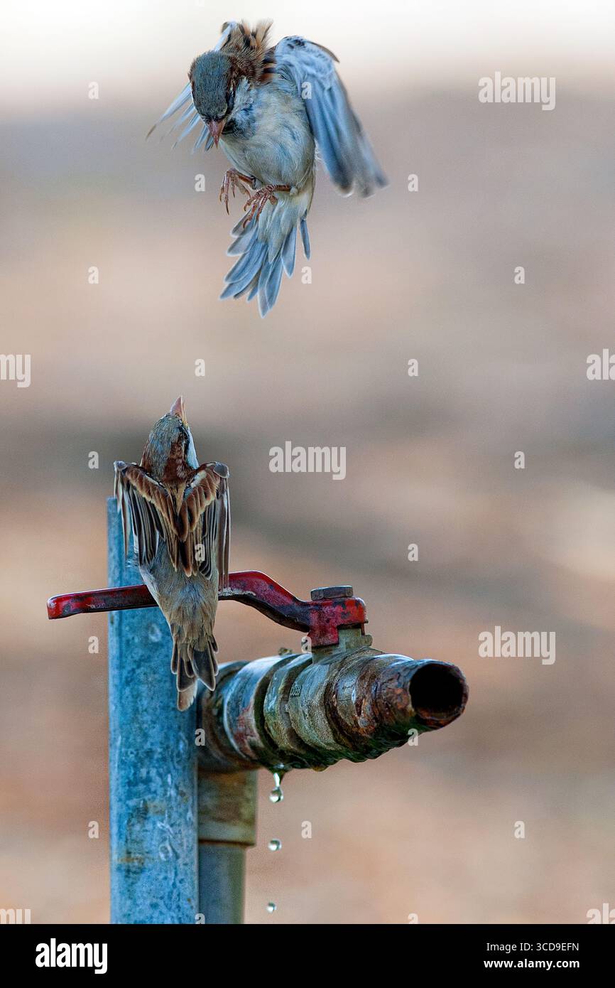 Sparrow drinking water from an old rusty tap, capturing wildlife ...