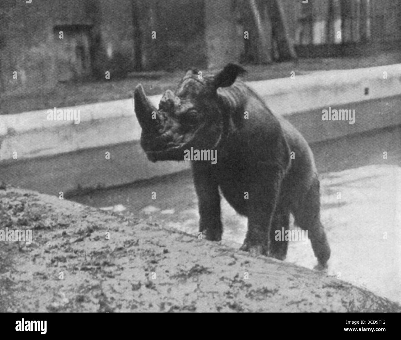 A northern Sumatran rhinoceros known as "Jackson" at London Zoo, United ...