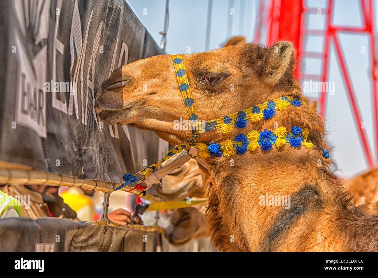 Camel race hi-res stock photography and images - Alamy