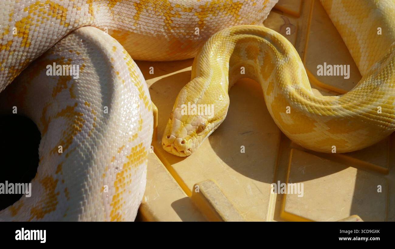 Los Angeles, California, USA 11th August 2025 Boa Constrictor Snakes on ...