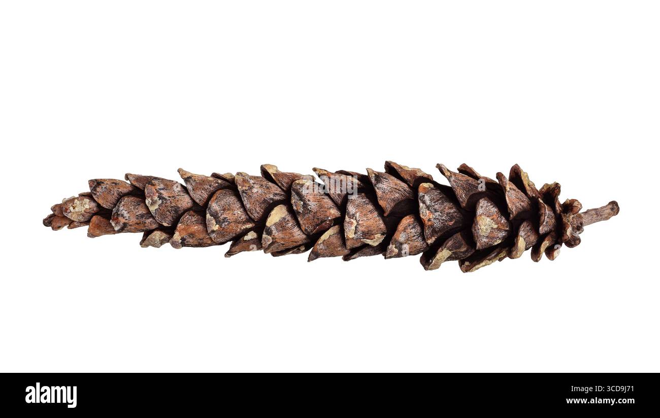 Long pine cone of Eastern white pine isolated cutout on white Stock ...
