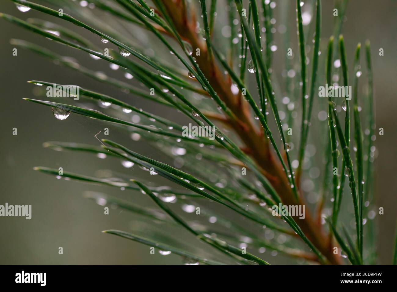 Macro shot pine needles rain hi-res stock photography and images - Alamy