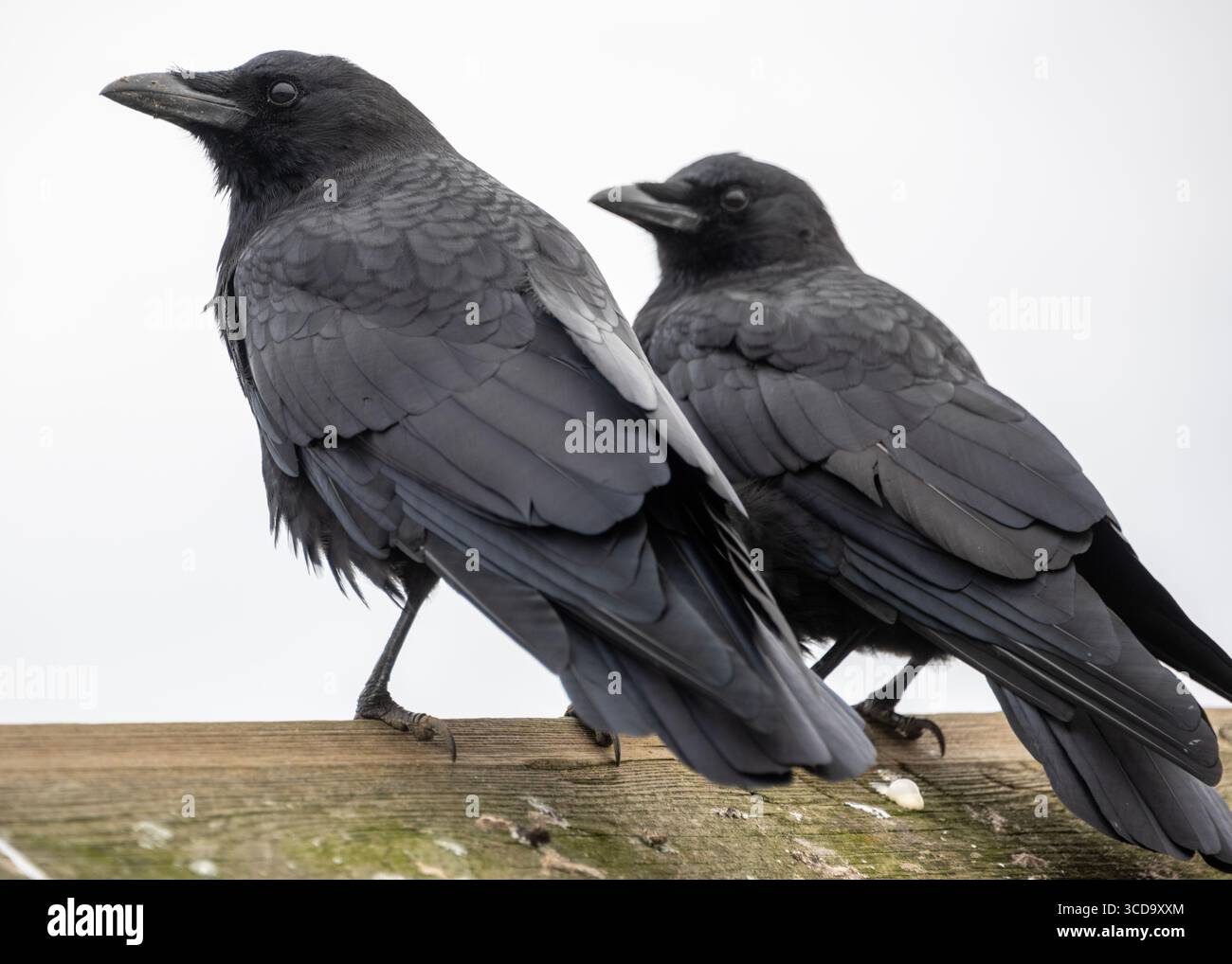 Two black crows stand hi-res stock photography and images - Alamy