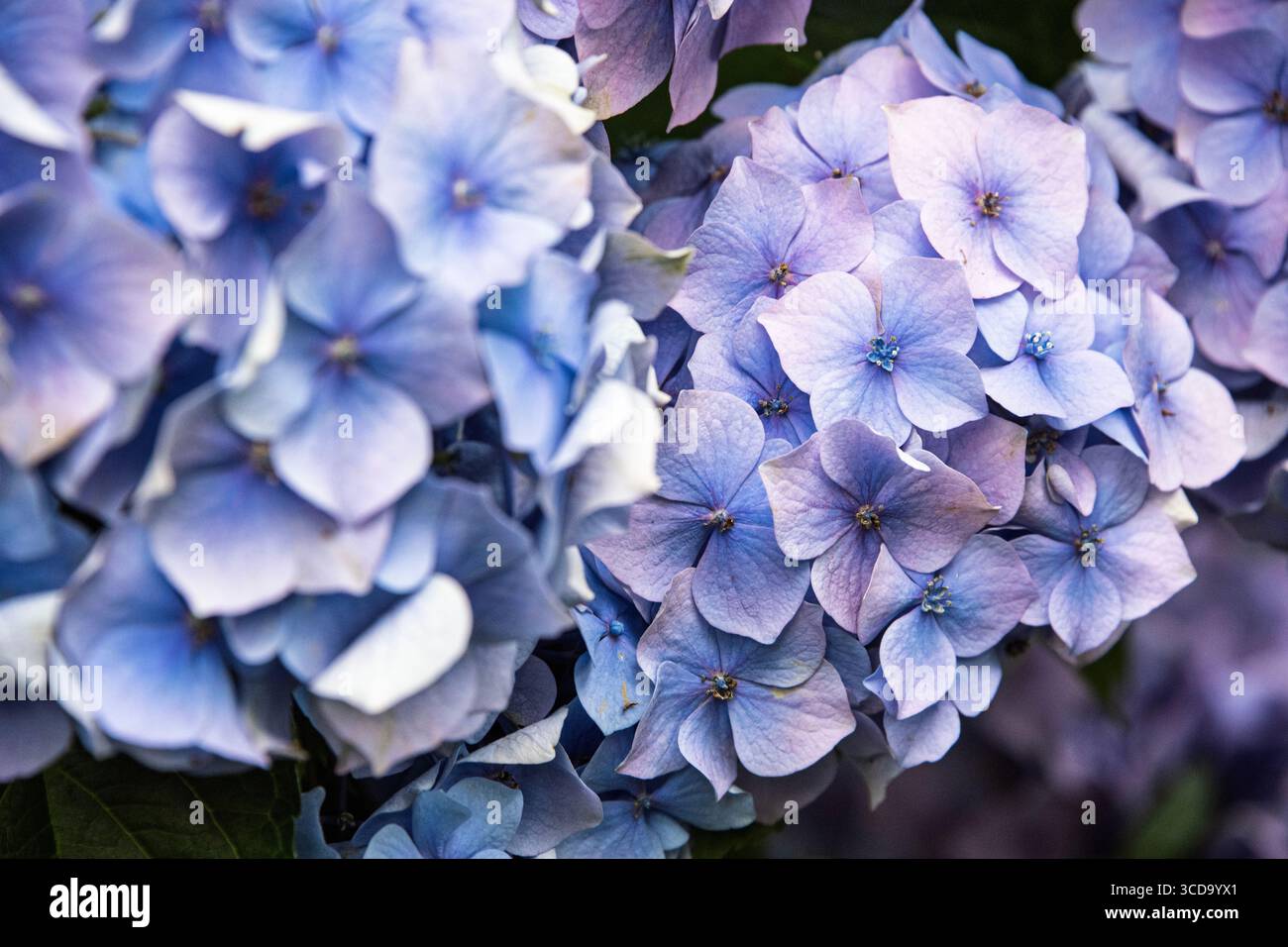 A vibrant cluster of hydrangea flowers displays delicate blue and ...