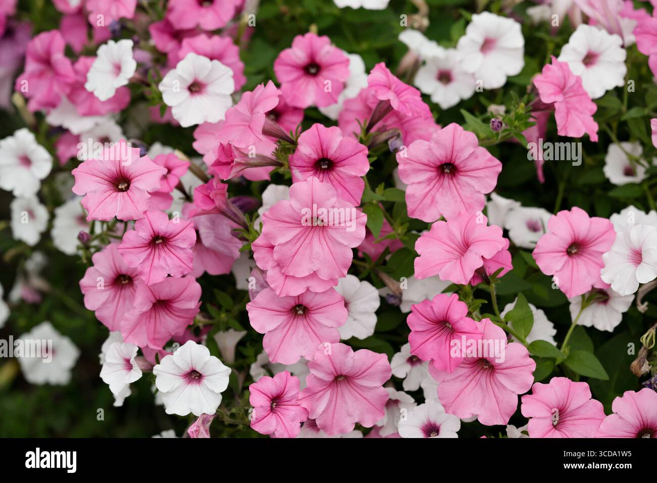 Petunia, namely surfinia. Petunias mixed colors in the garden. Colorful ...