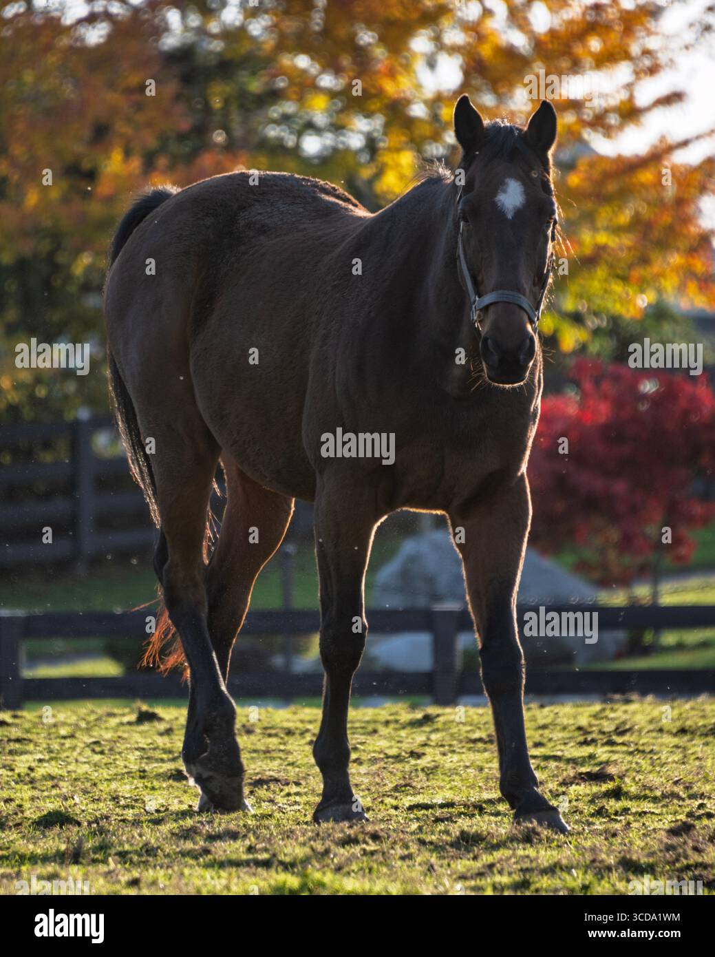 Animal physique hi-res stock photography and images - Alamy