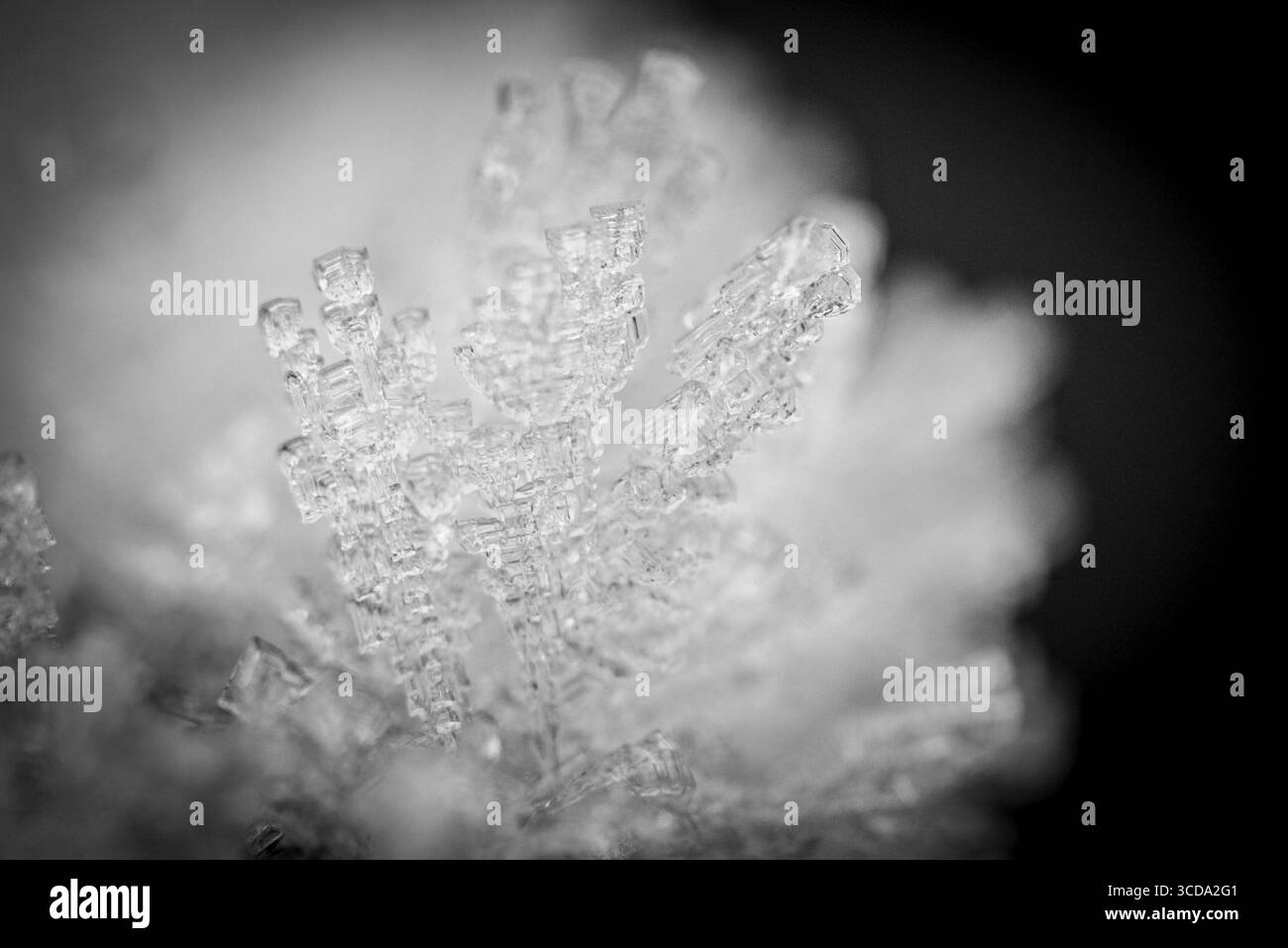 Frozen flower frost Black and White Stock Photos & Images - Alamy