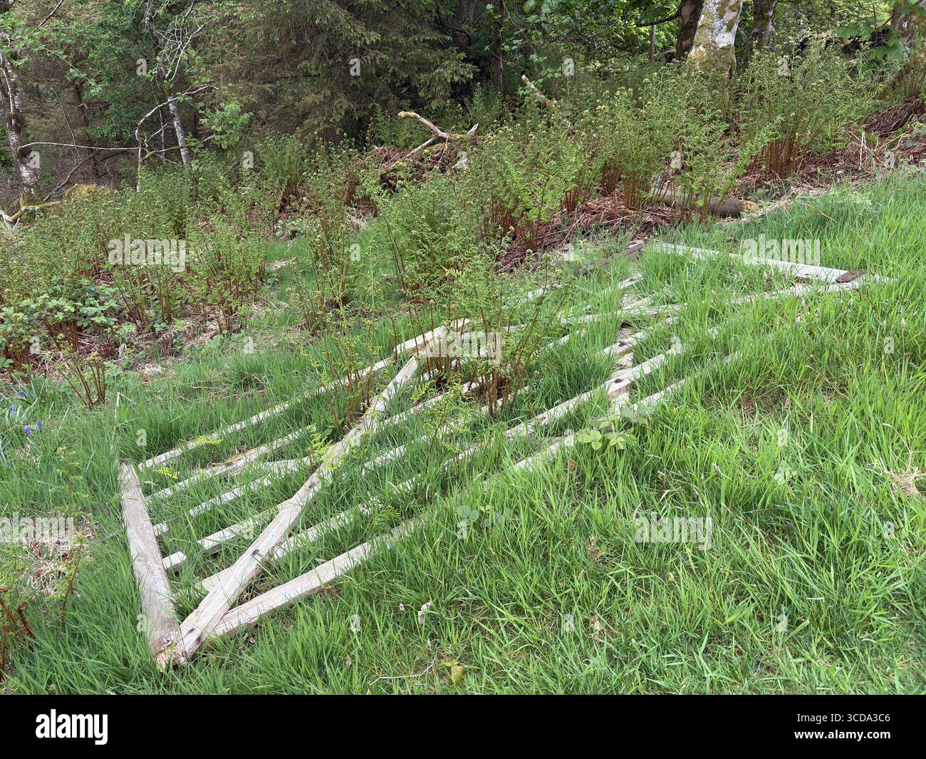 Broken gate lying on the ground in a forest Stock Photo - Alamy