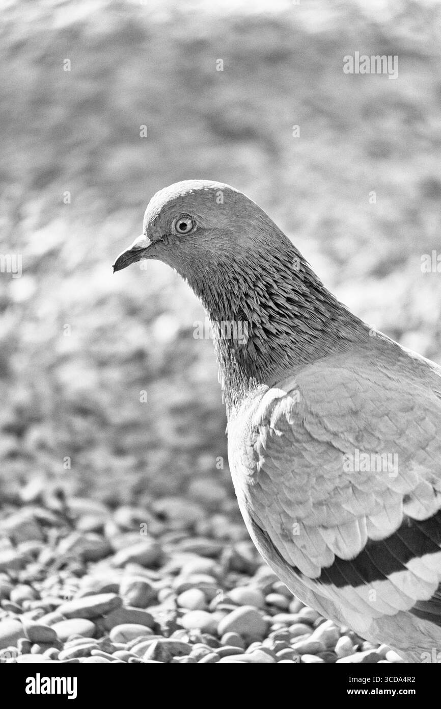 Single white dove pigeon Black and White Stock Photos & Images - Alamy