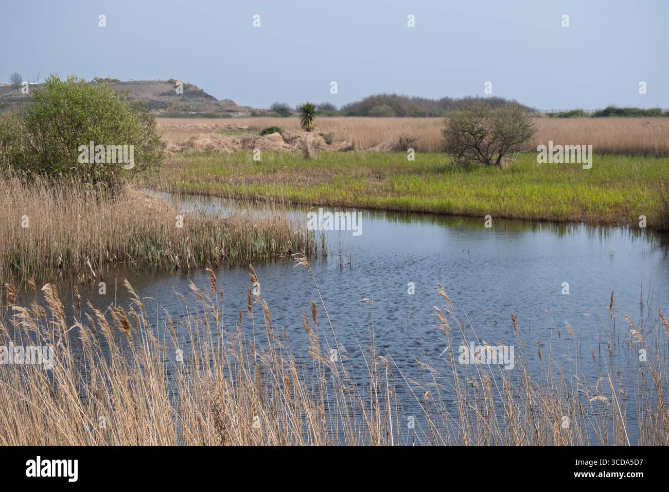 Freshwater wetland habitat with reed beds and grasses at Minsmere ...