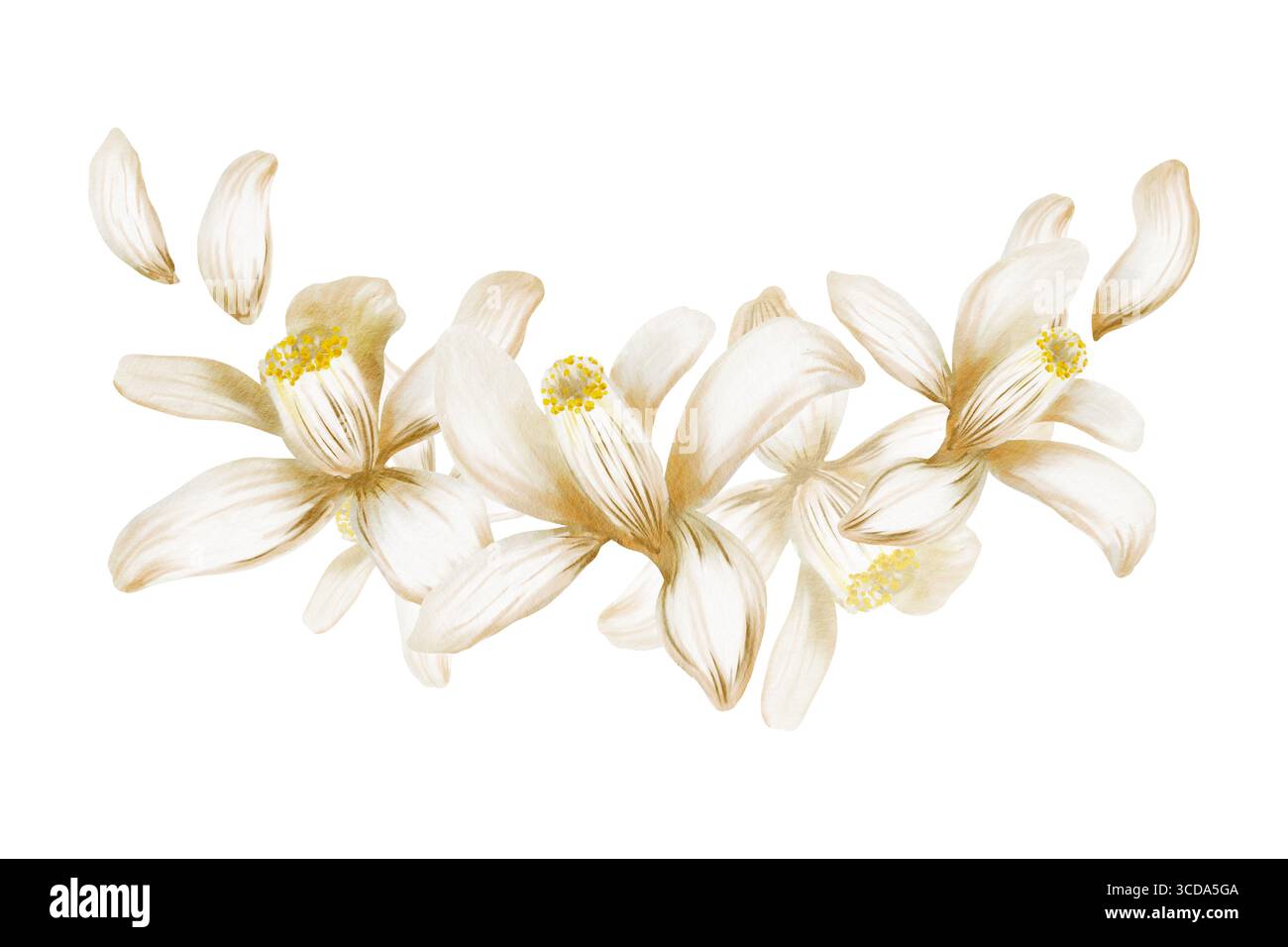 Blooming white lemon tree flowers in semi-circular frame as a symbol of ...