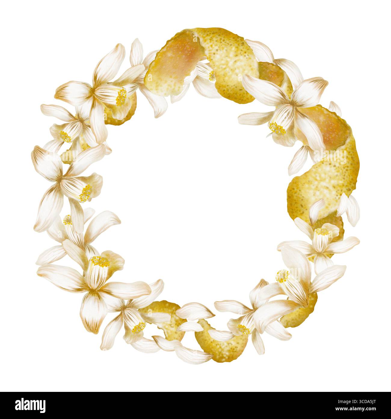 Round wreath blooming white lemon tree flowers,peel,zest spirals and ...