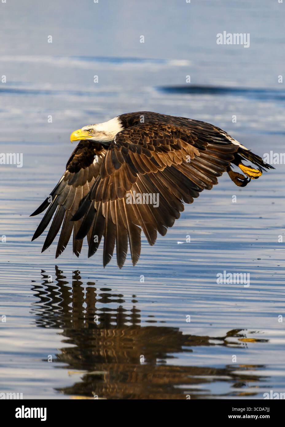 A bald eagle soars above a calm lake at dawn, its wings spread wide as ...