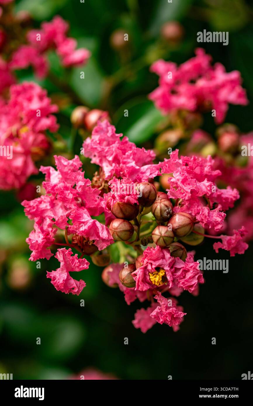 Natural close up flowering plant portrait of Lagerstroemia indica ...