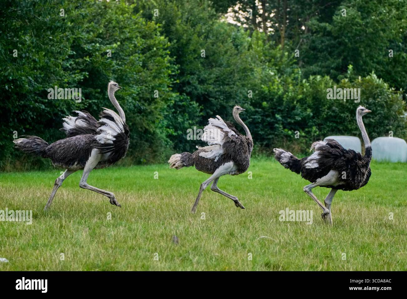 Two ostriches chase each other at an ostrich farm at the Baltic Sea in ...