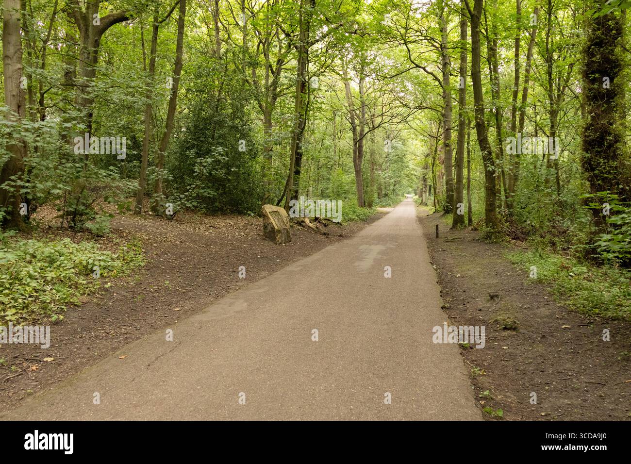 Shady road in countryside hi-res stock photography and images - Alamy