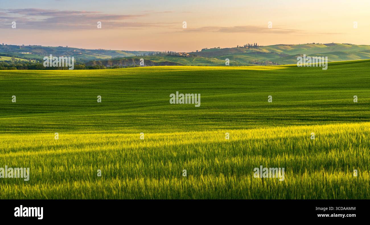 Rolling green fields stretch across the Tuscan countryside in spring ...