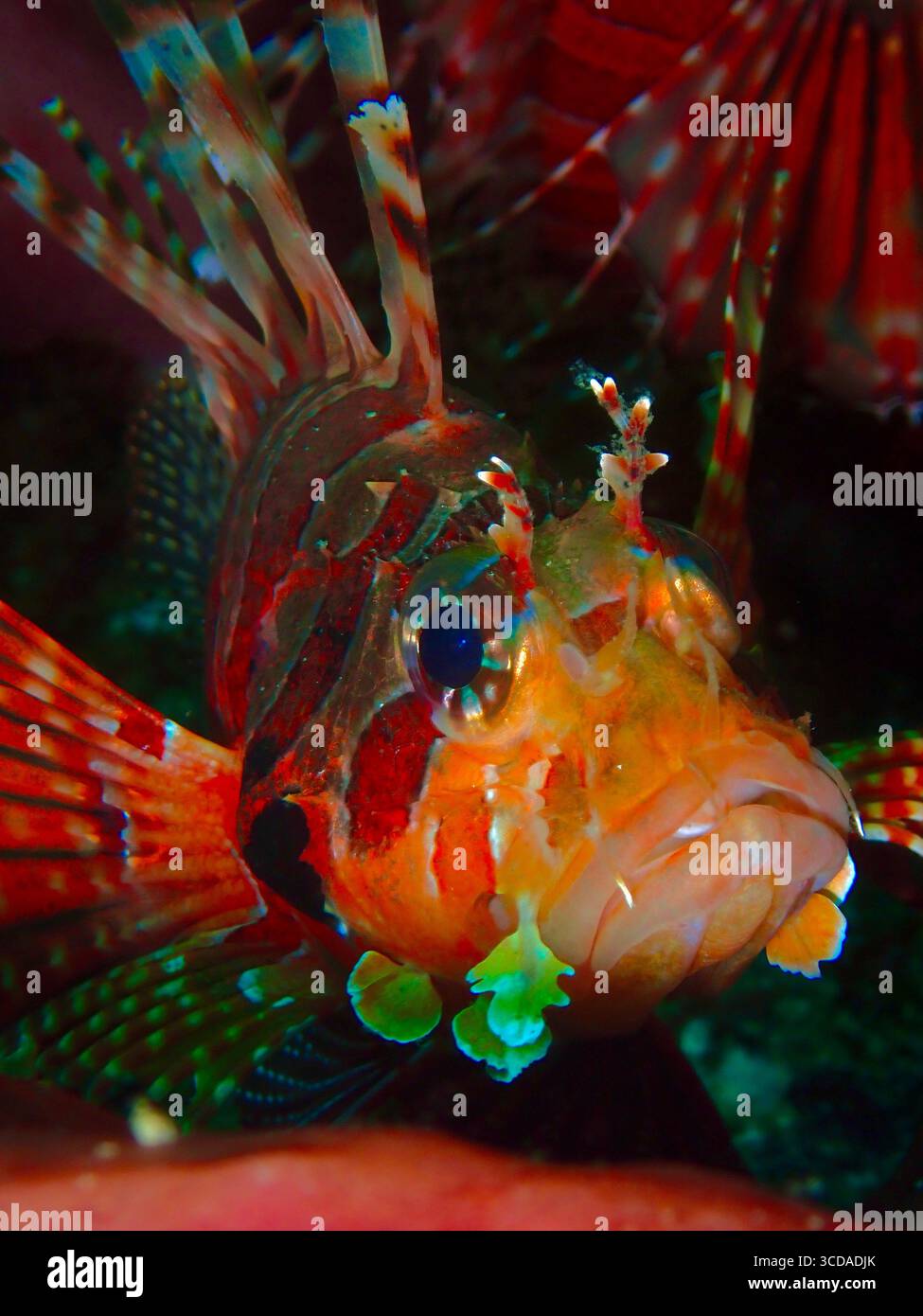Close up zebra fish hi-res stock photography and images - Alamy