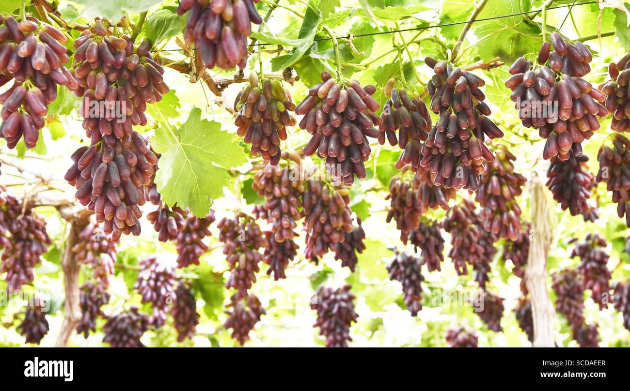 Grapes are ripe in Zaozhuang City, east China's Shandong Province, 10 ...