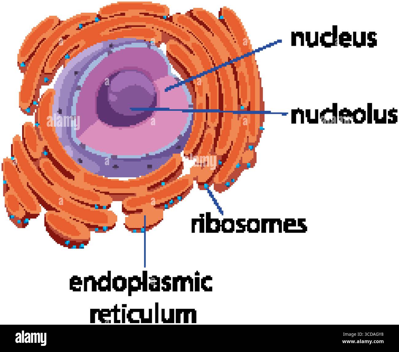 Colorful vector illustration highlighting plant cell components like ...