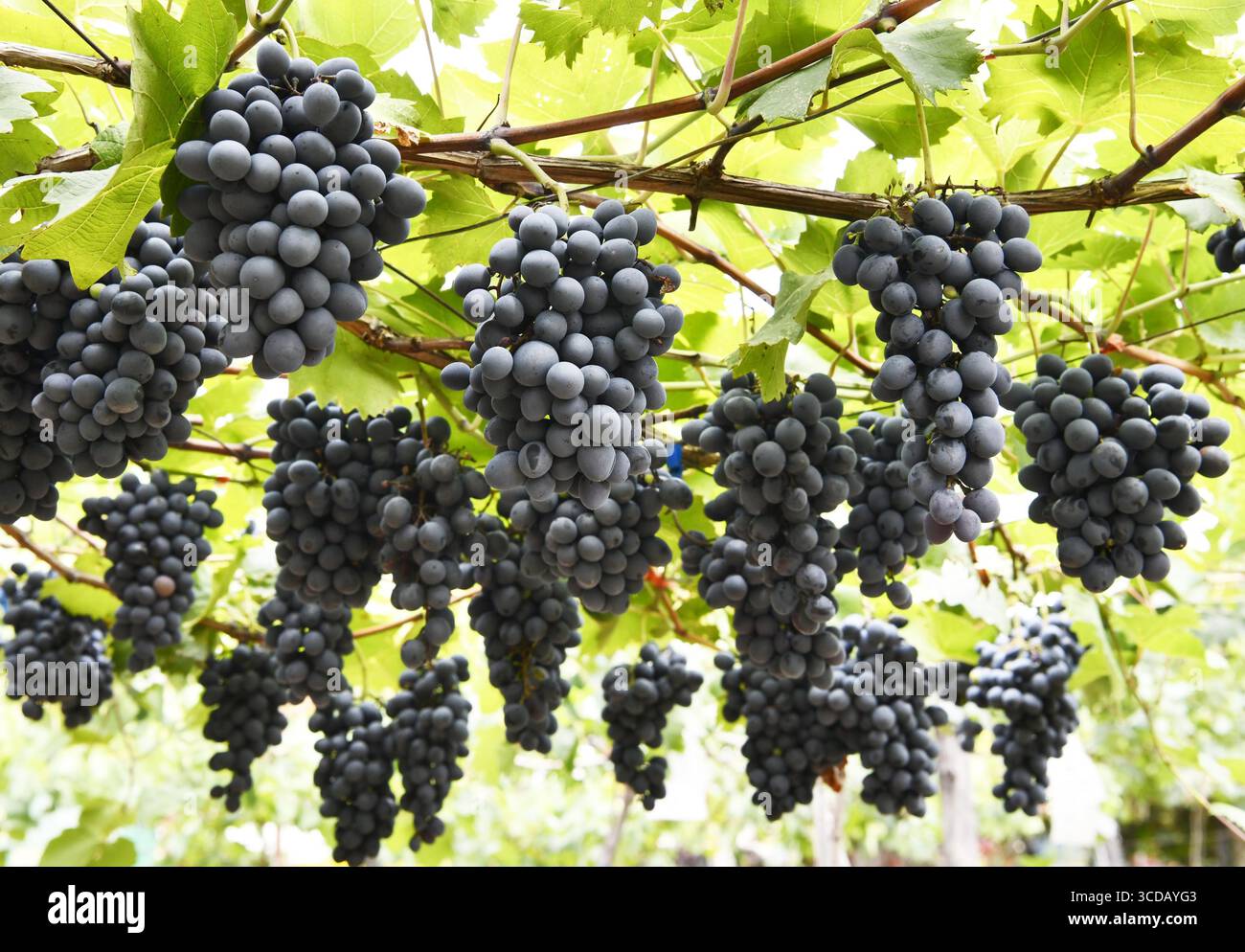 Grapes are ripe in Zaozhuang City, east China's Shandong Province, 10 ...