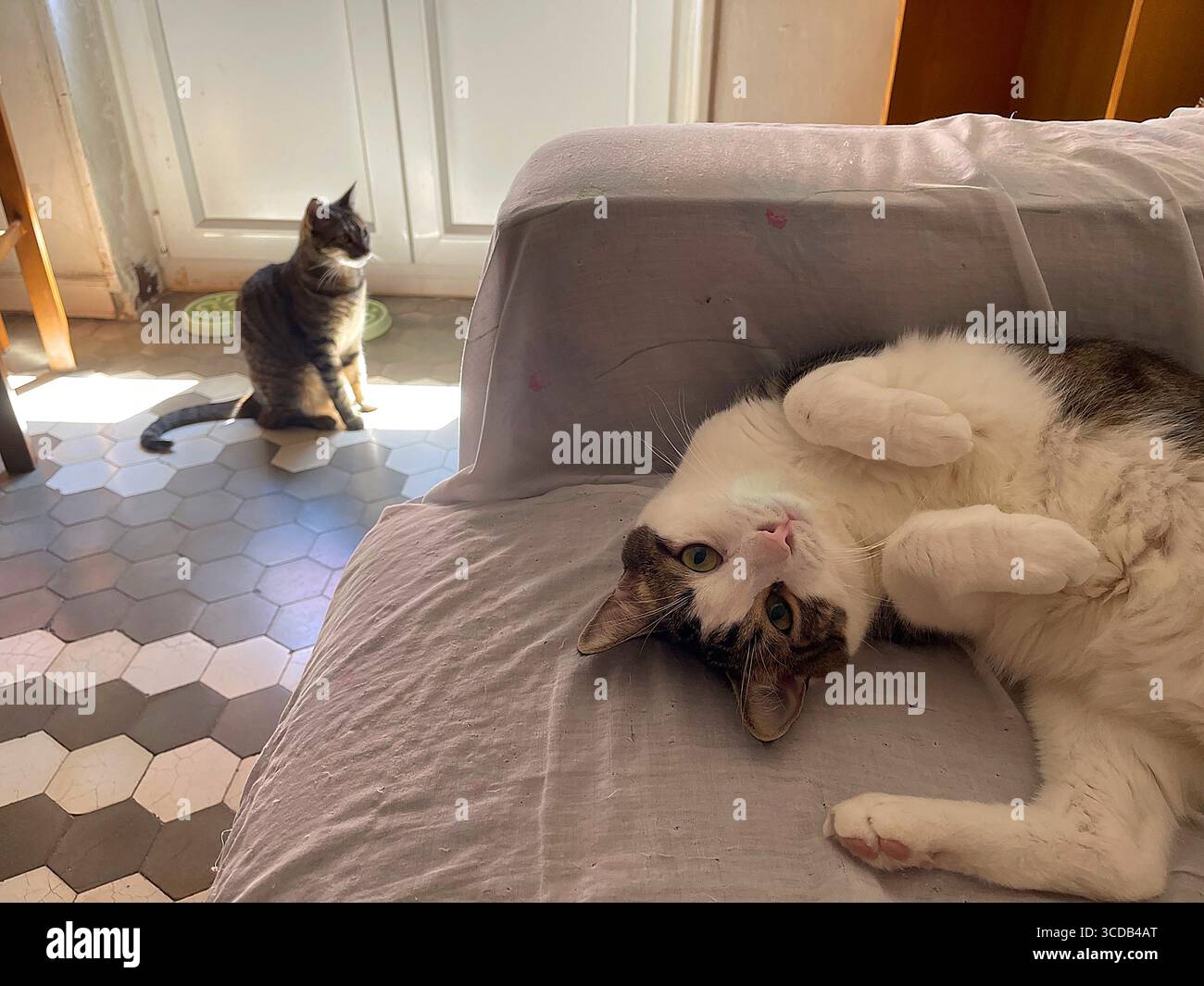 Selective focus two tabby hi-res stock photography and images - Alamy