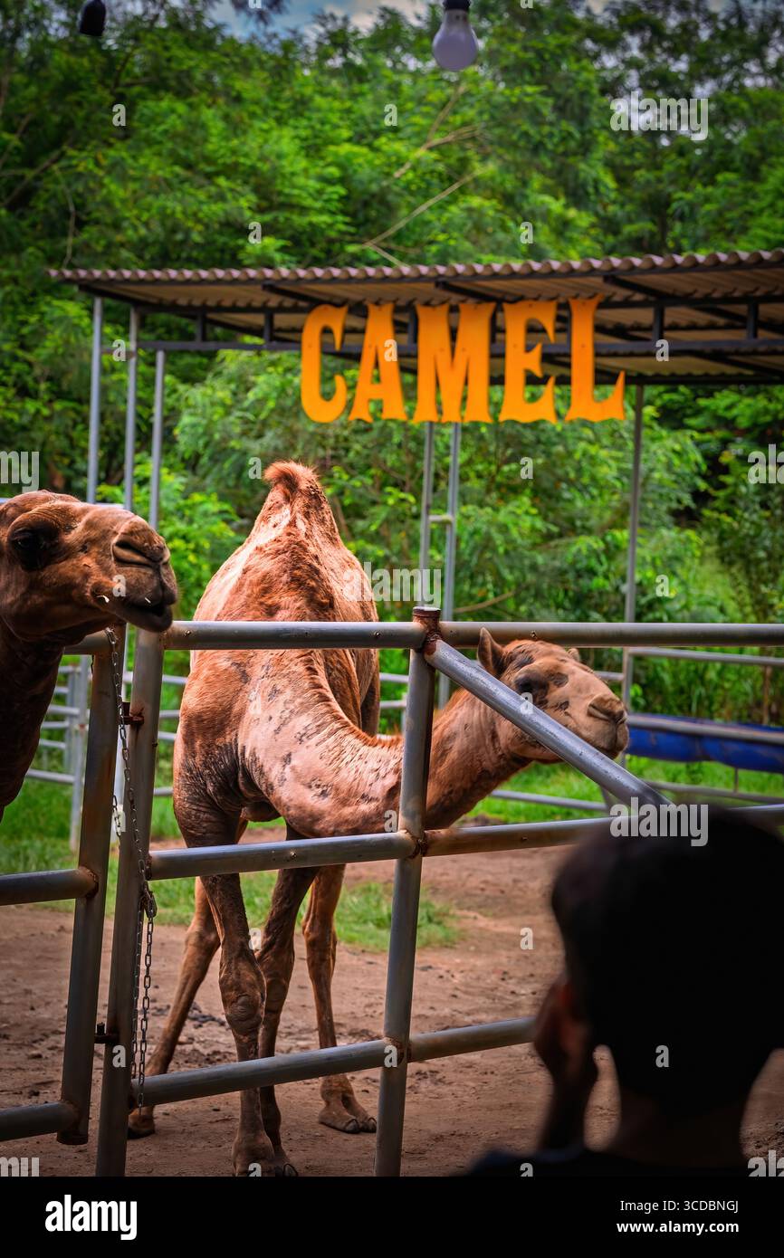 Close up camel lying in hi-res stock photography and images - Alamy