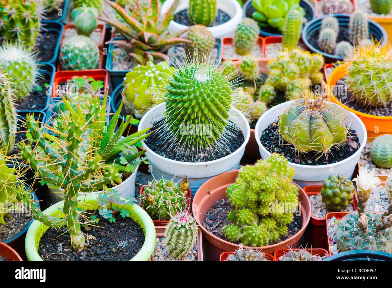 Close up different types cacti hi-res stock photography and images - Alamy