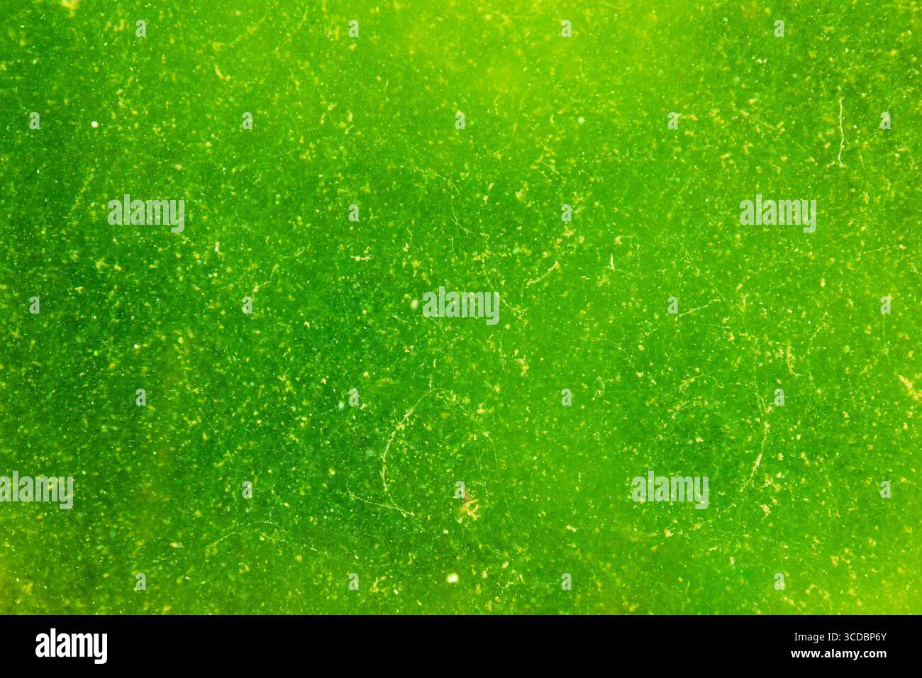 Surface of green swampy water Stock Photo - Alamy