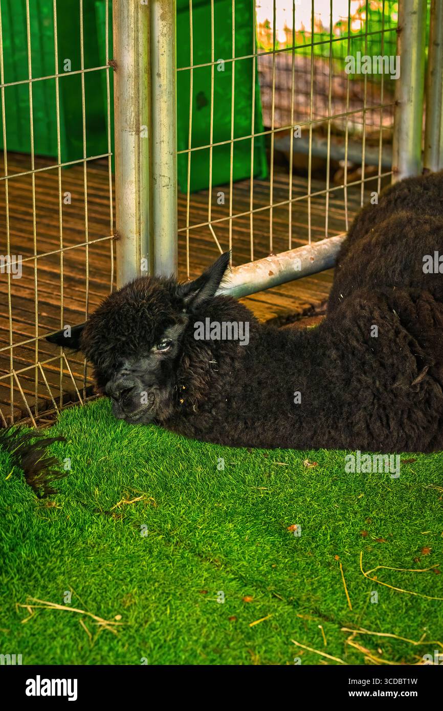 Llama barn hi-res stock photography and images - Alamy